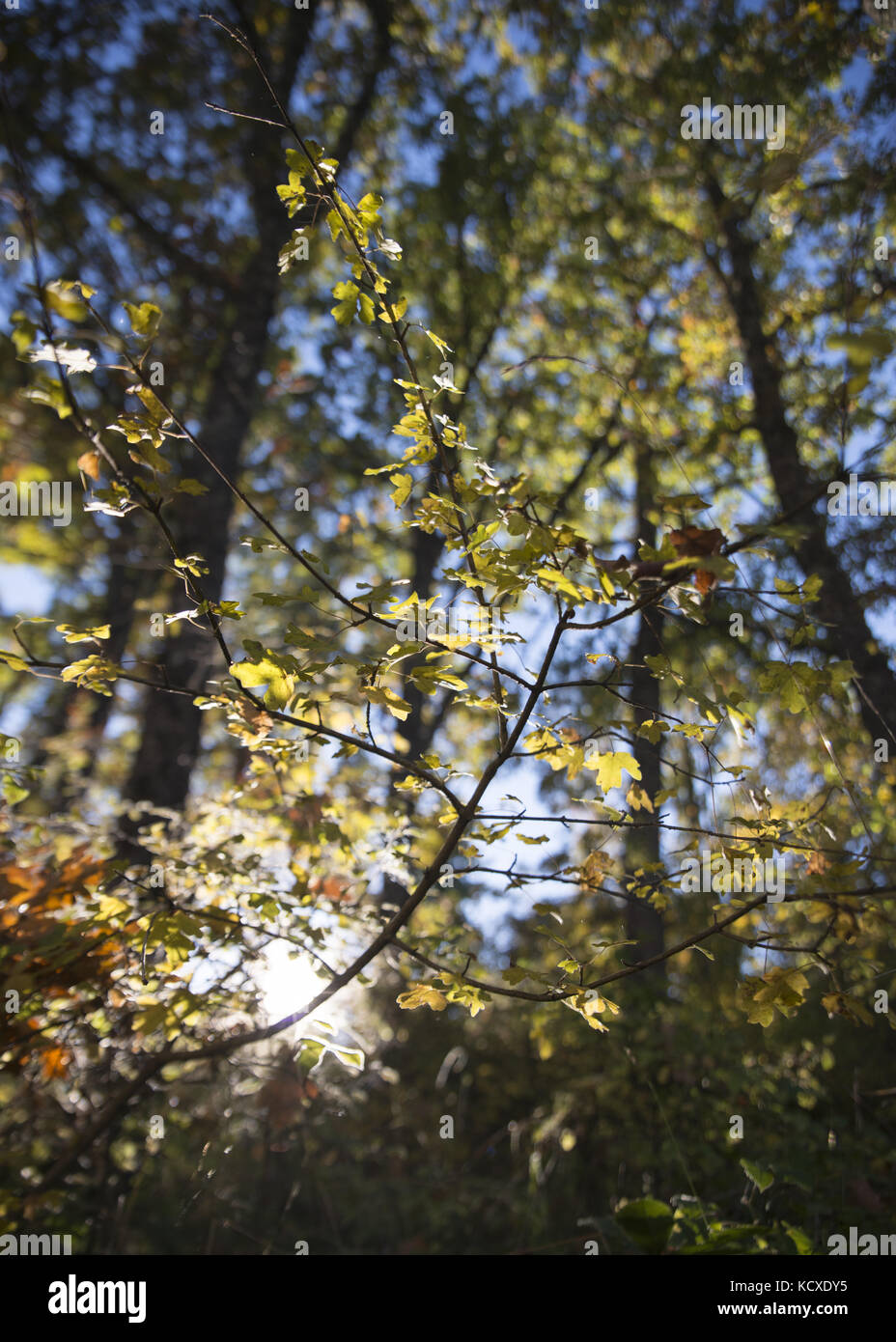 Sun rays shining through trees ,nature background Stock Photo - Alamy