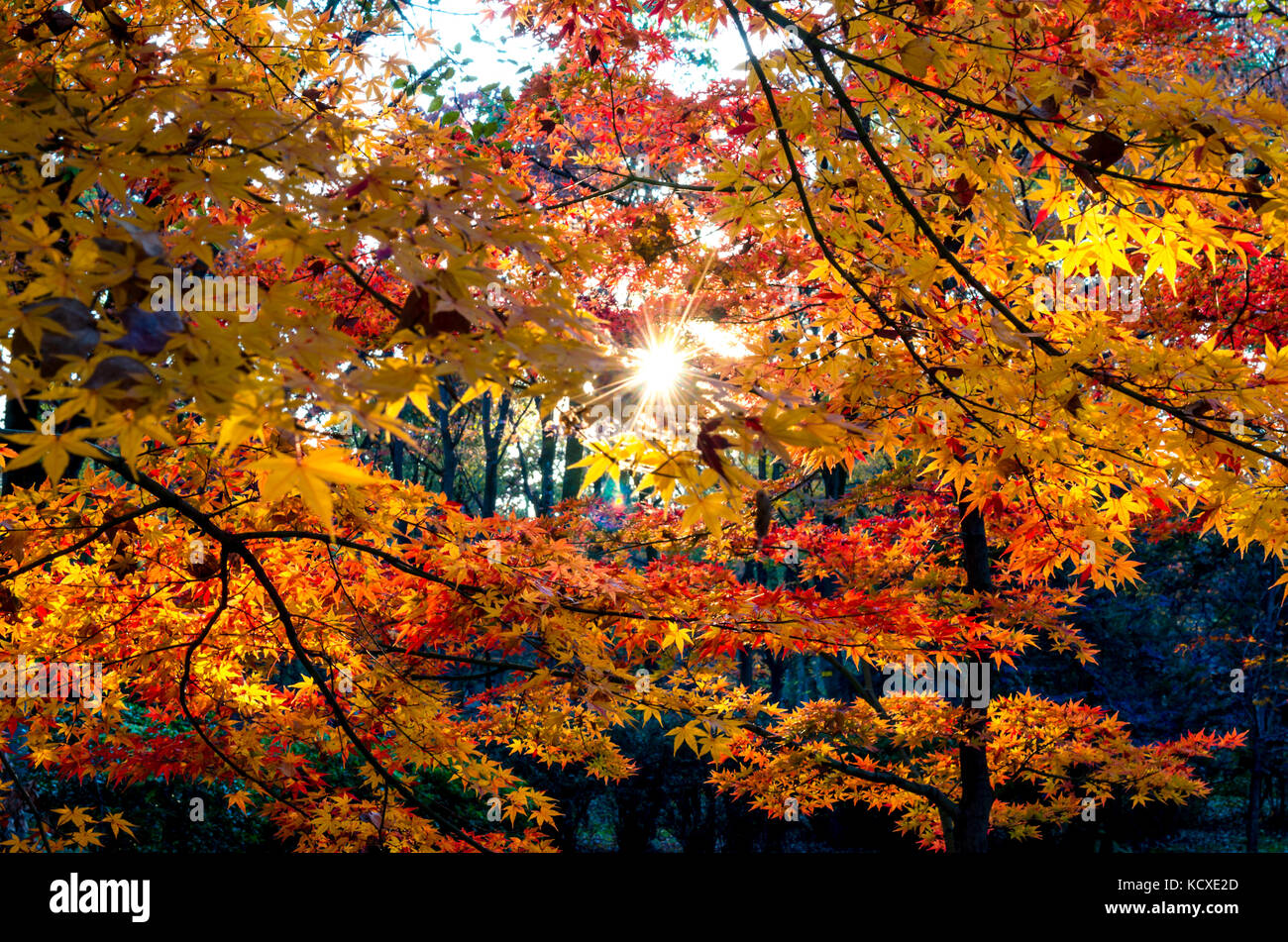 Beautiful autumn leaves at Osaka Park Stock Photo - Alamy