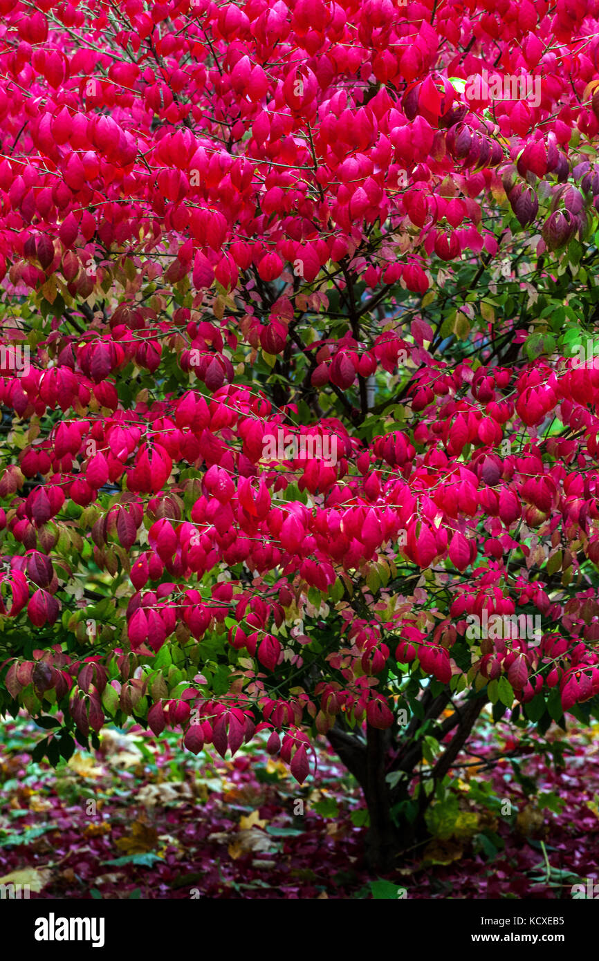 Euonymus alatus winged spindle tree hi-res stock photography and images ...