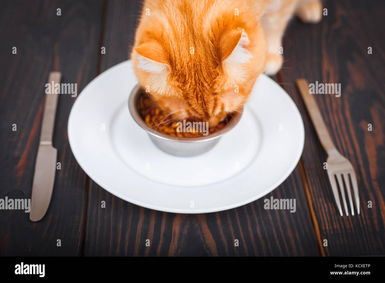 Cat table food floor hi-res stock photography and images - Alamy