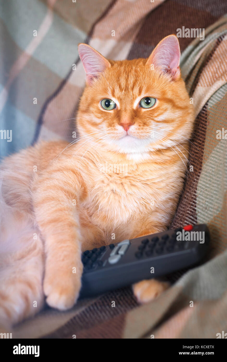 Cat tv remote hi-res stock photography and images - Alamy