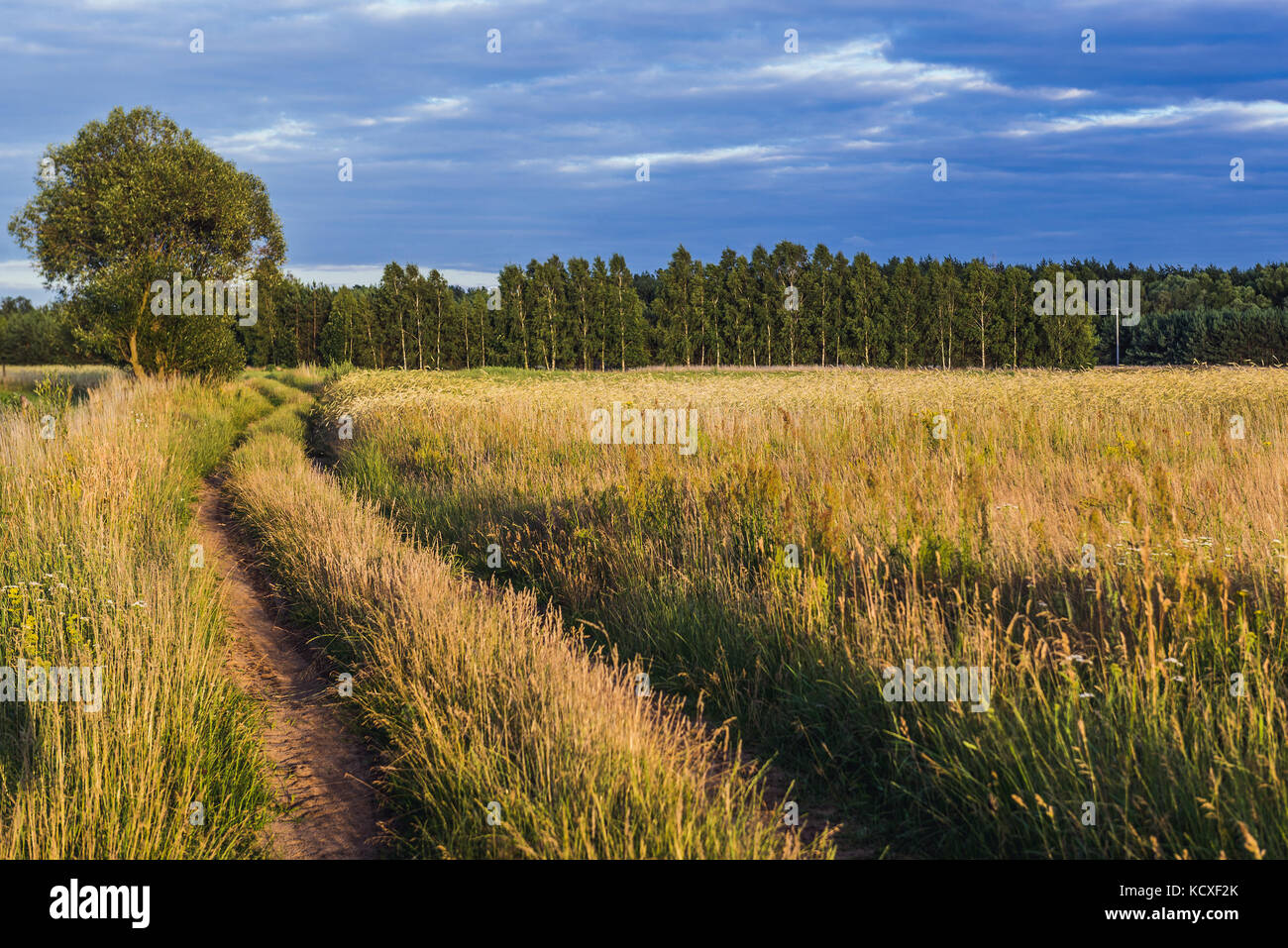 Country road among fields in Masovian Voivodeship, Poland Stock Photo ...