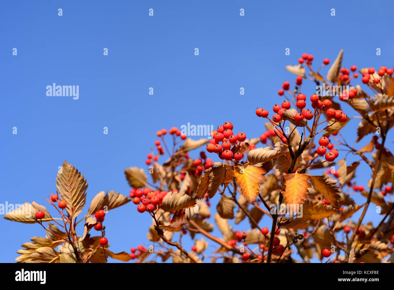 Red hawthorn on blue sky background Stock Photo - Alamy