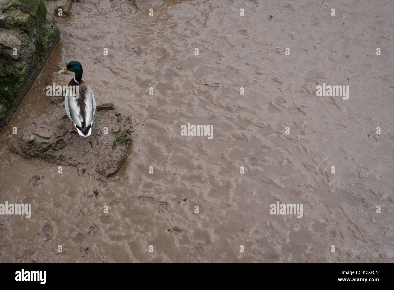 Duck on mud of Exe Estuary, Topsham, Devon, UK Stock Photo - Alamy
