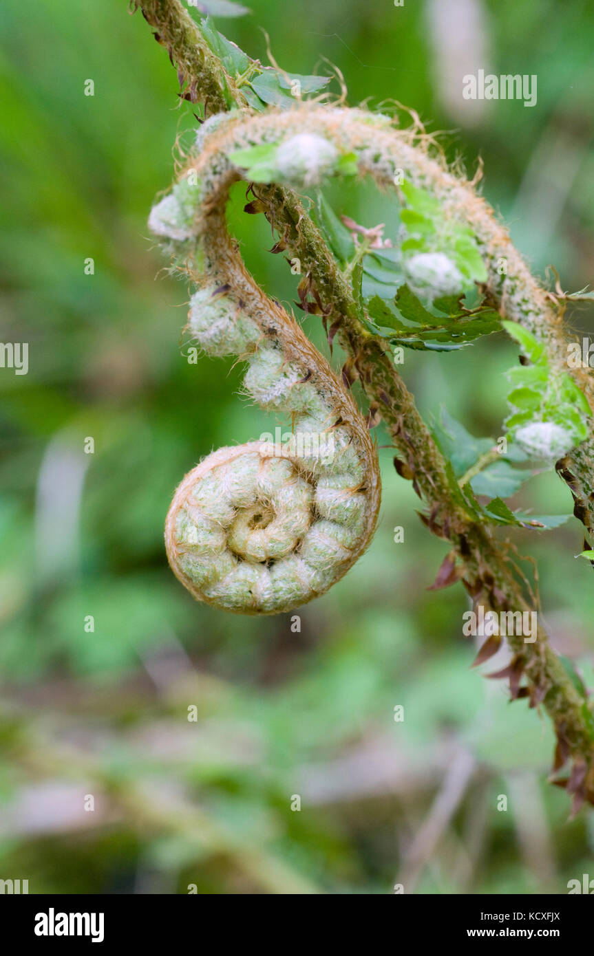 Baby fern unfolding in spring woodland UK Stock Photo - Alamy