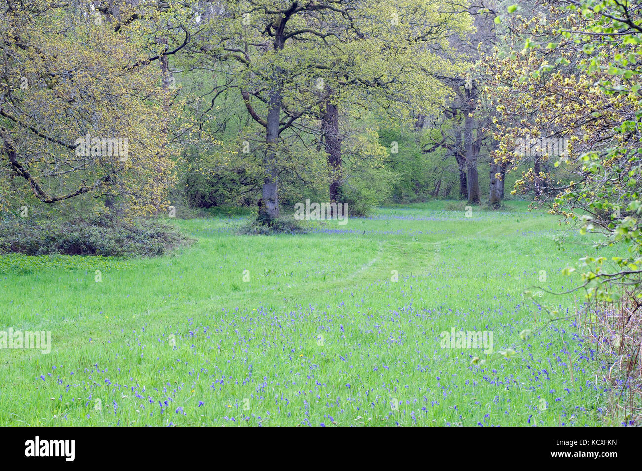 Indigenous woodland hi-res stock photography and images - Alamy