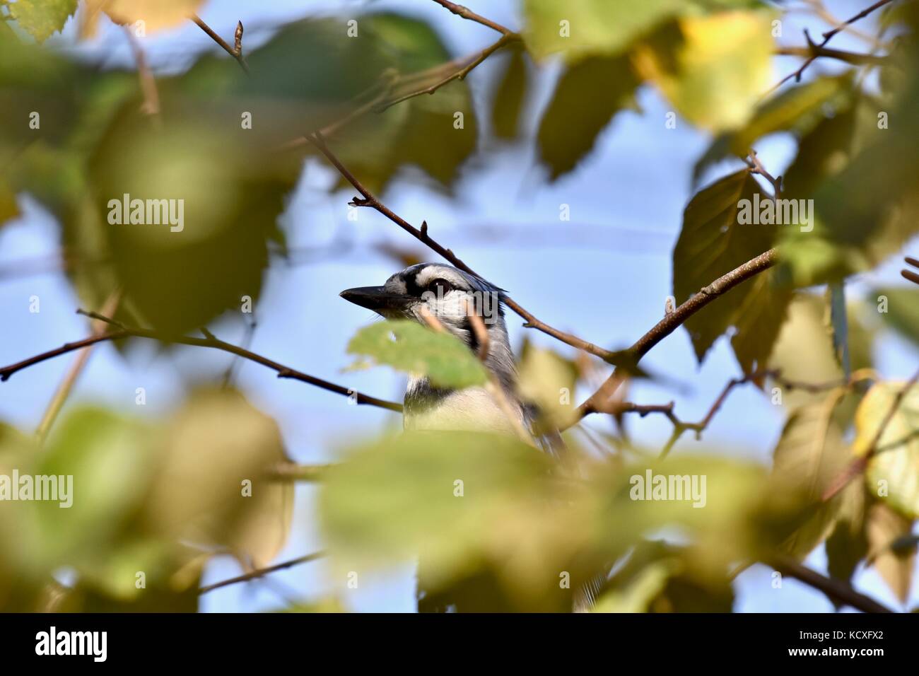 Blue jay in tree hi-res stock photography and images - Alamy