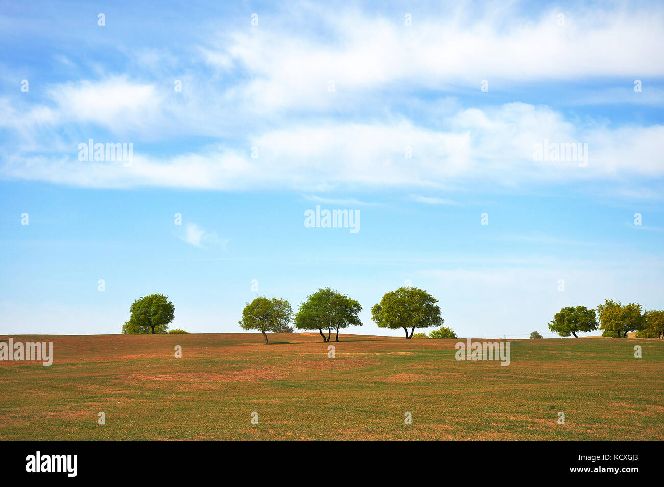 Tree and Blue Sky Stock Photo - Alamy