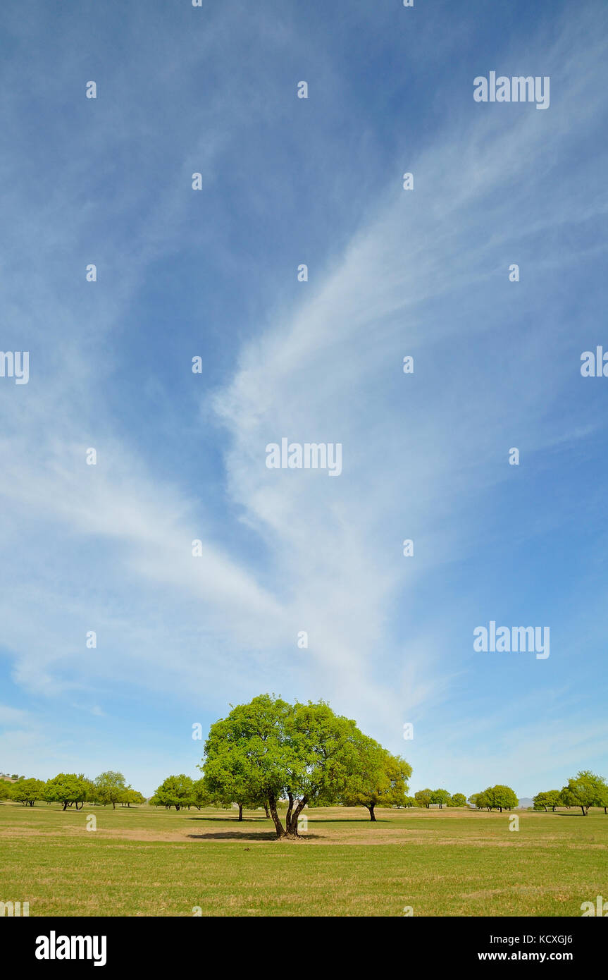 Tree and Blue Sky Stock Photo - Alamy