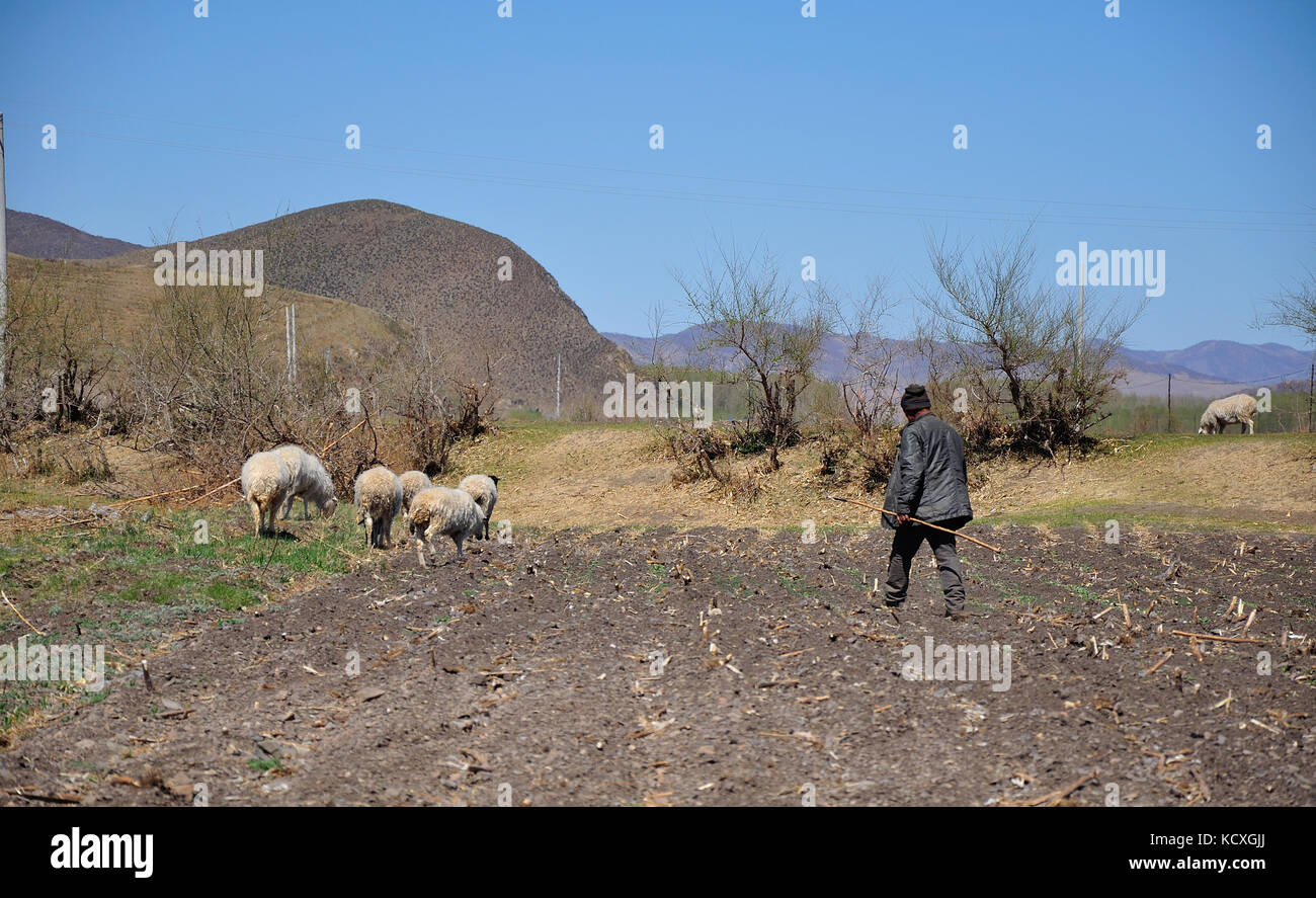 Sheepherder hi-res stock photography and images - Alamy