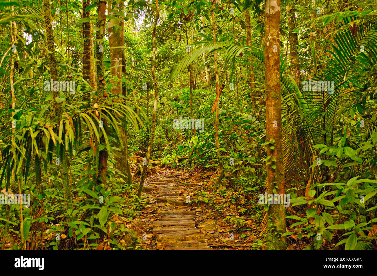 Trail near the Napo River in the Amazon Rain Forest Stock Photo - Alamy