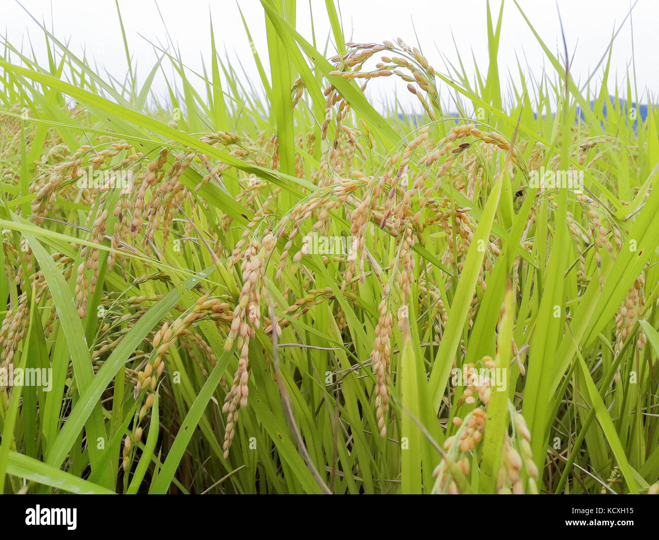 Korea rice harvest hi-res stock photography and images - Alamy