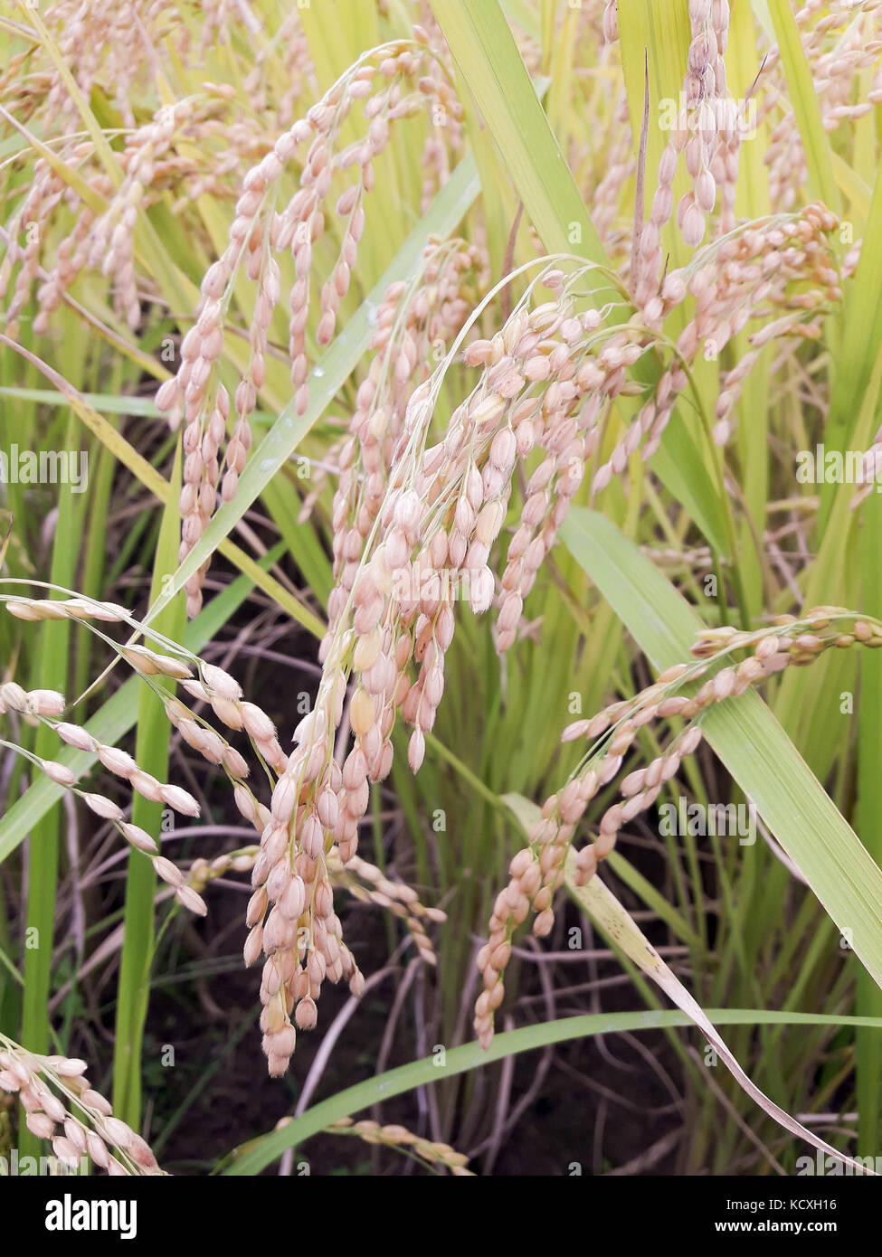 Rice plant growth hi-res stock photography and images - Alamy