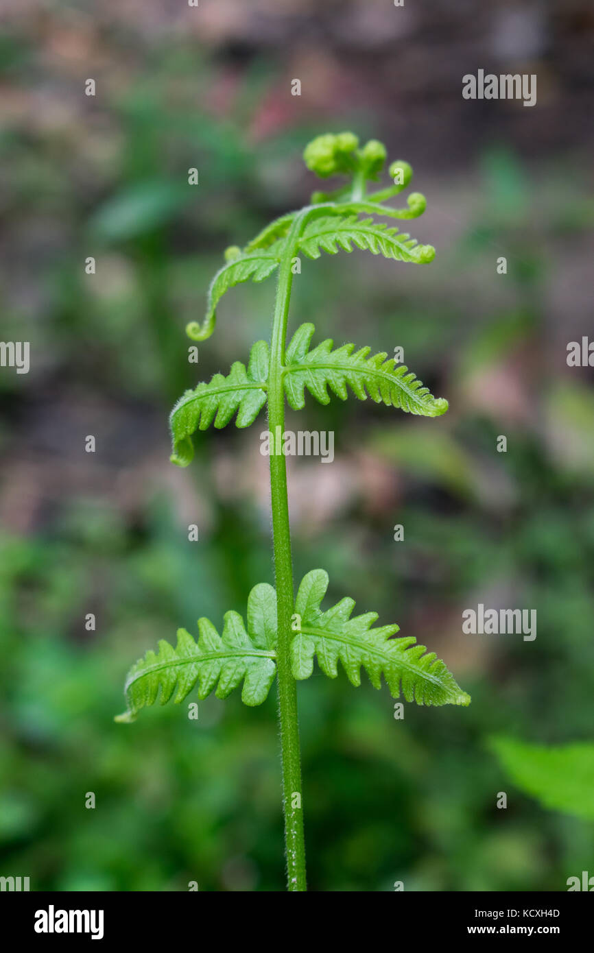 Little fern hi-res stock photography and images - Alamy