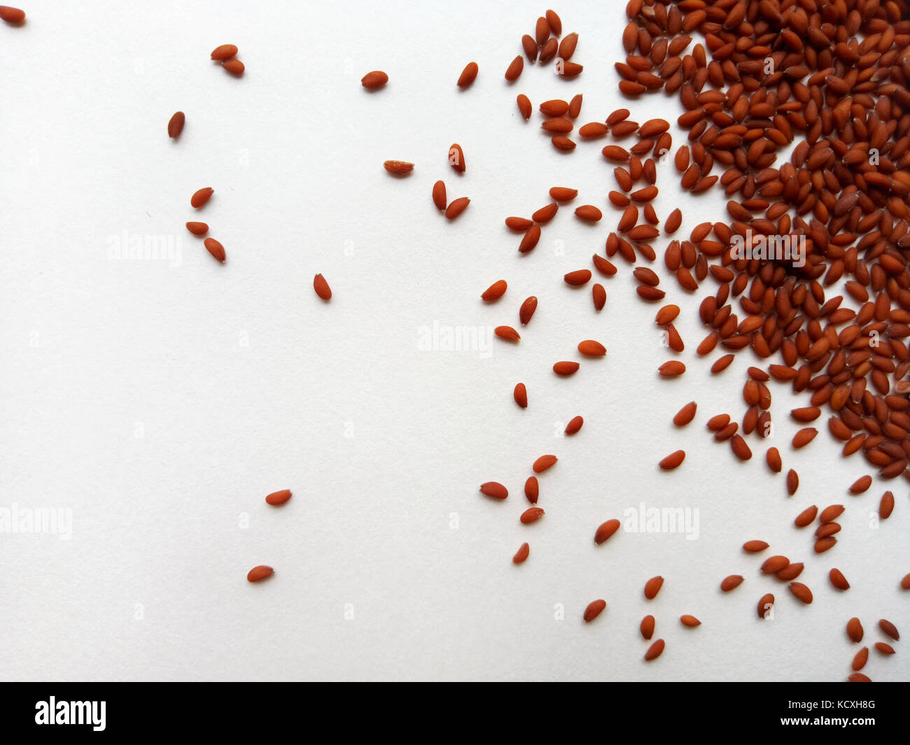 Garden Cress Seeds Stock Photo - Alamy