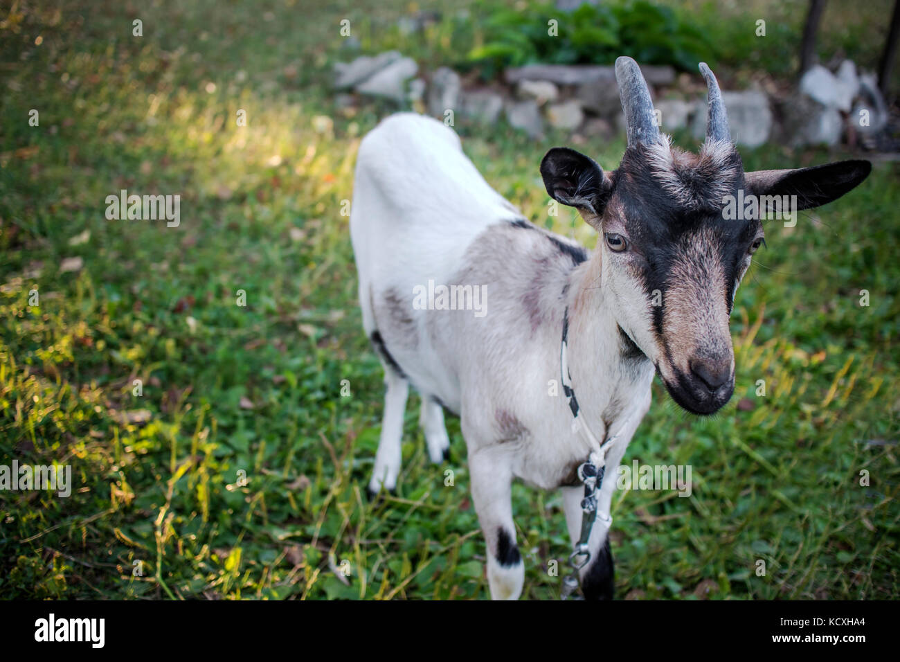 Goat close up portrait, outdoor Stock Photo - Alamy