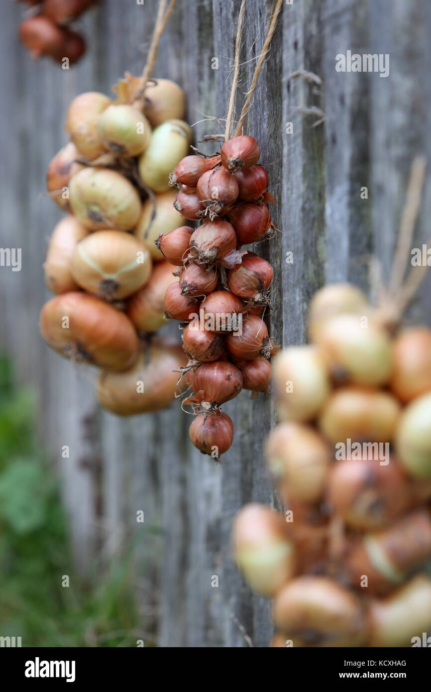 Home grown onions hi-res stock photography and images - Alamy