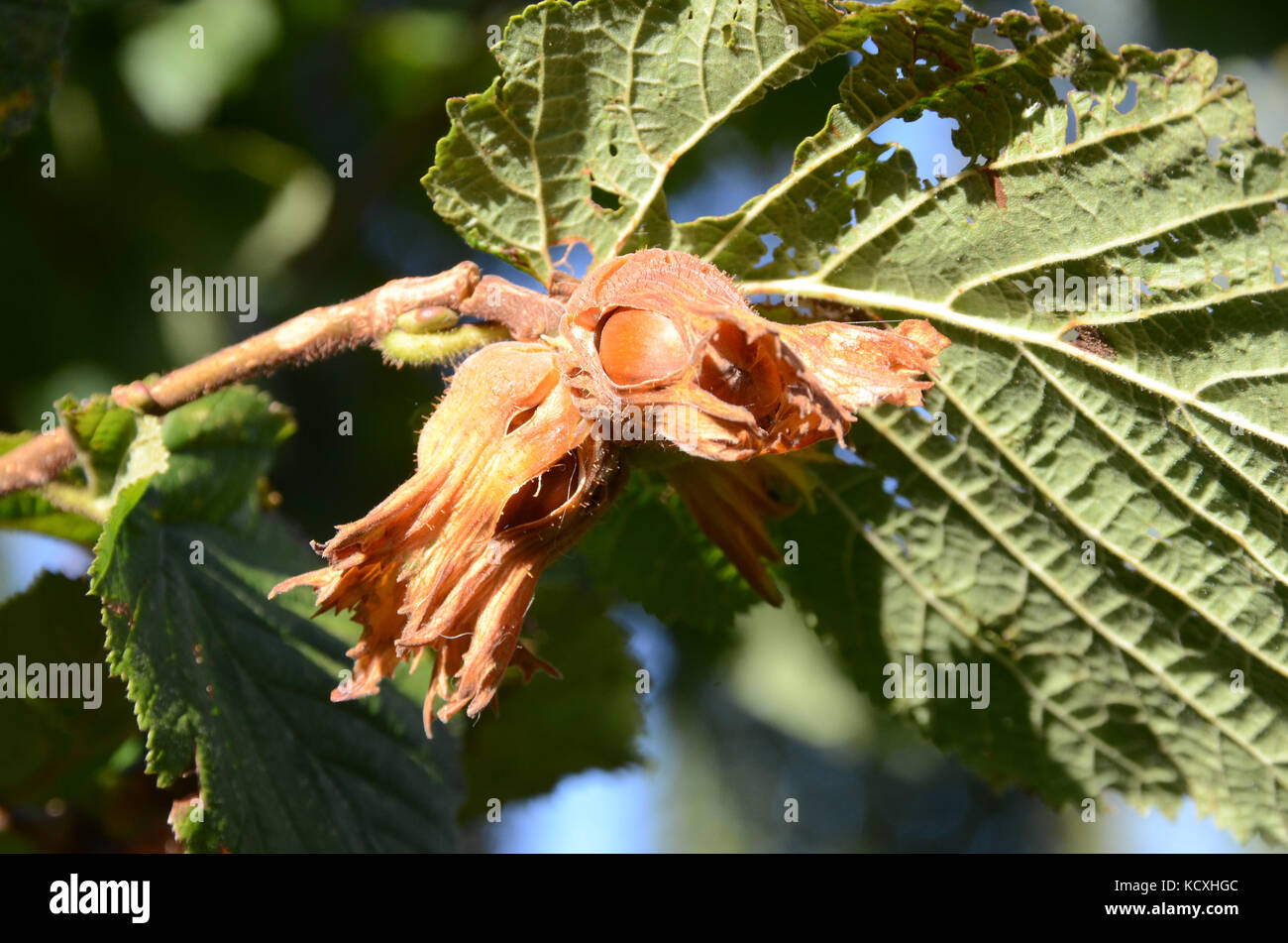 Where Do Hazelnuts Come From