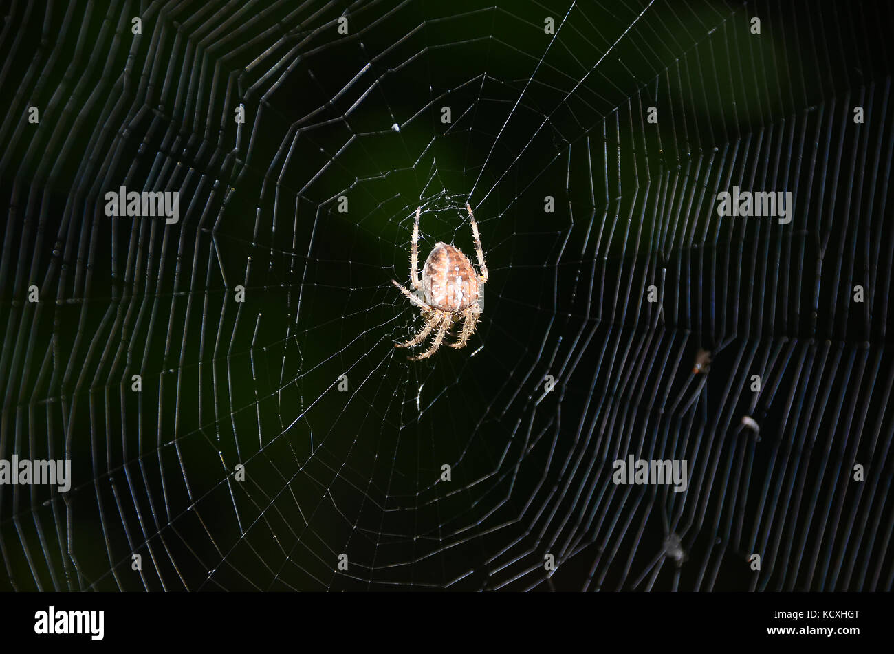A spider in its net Stock Photo - Alamy