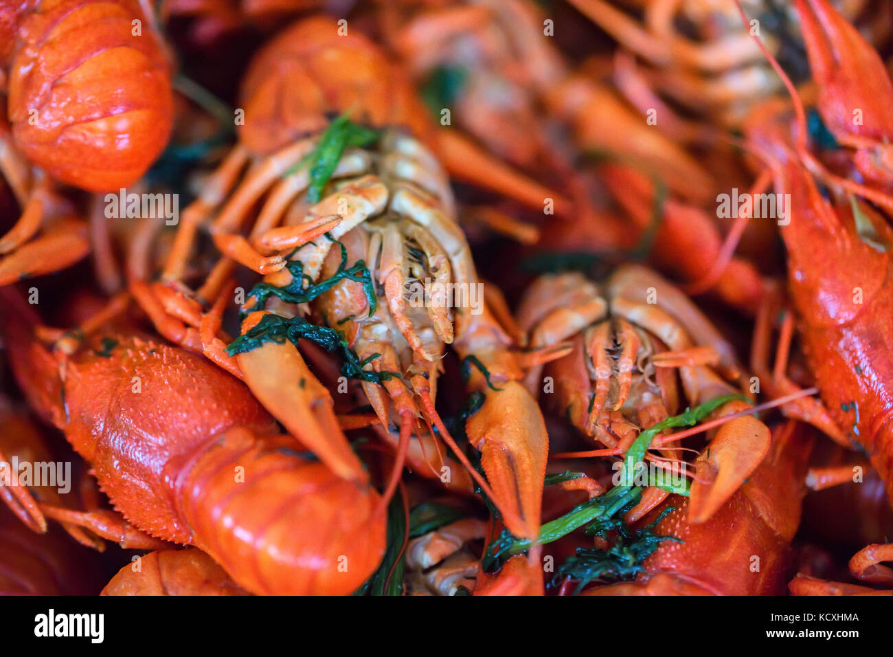Crayfish cooked with dill hi-res stock photography and images - Alamy