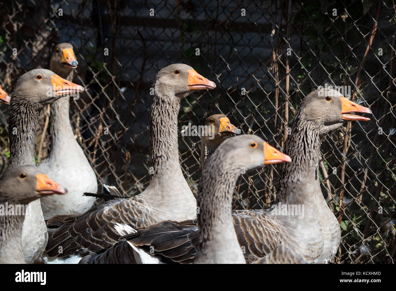 Domestic geese on traditional farm Stock Photo - Alamy