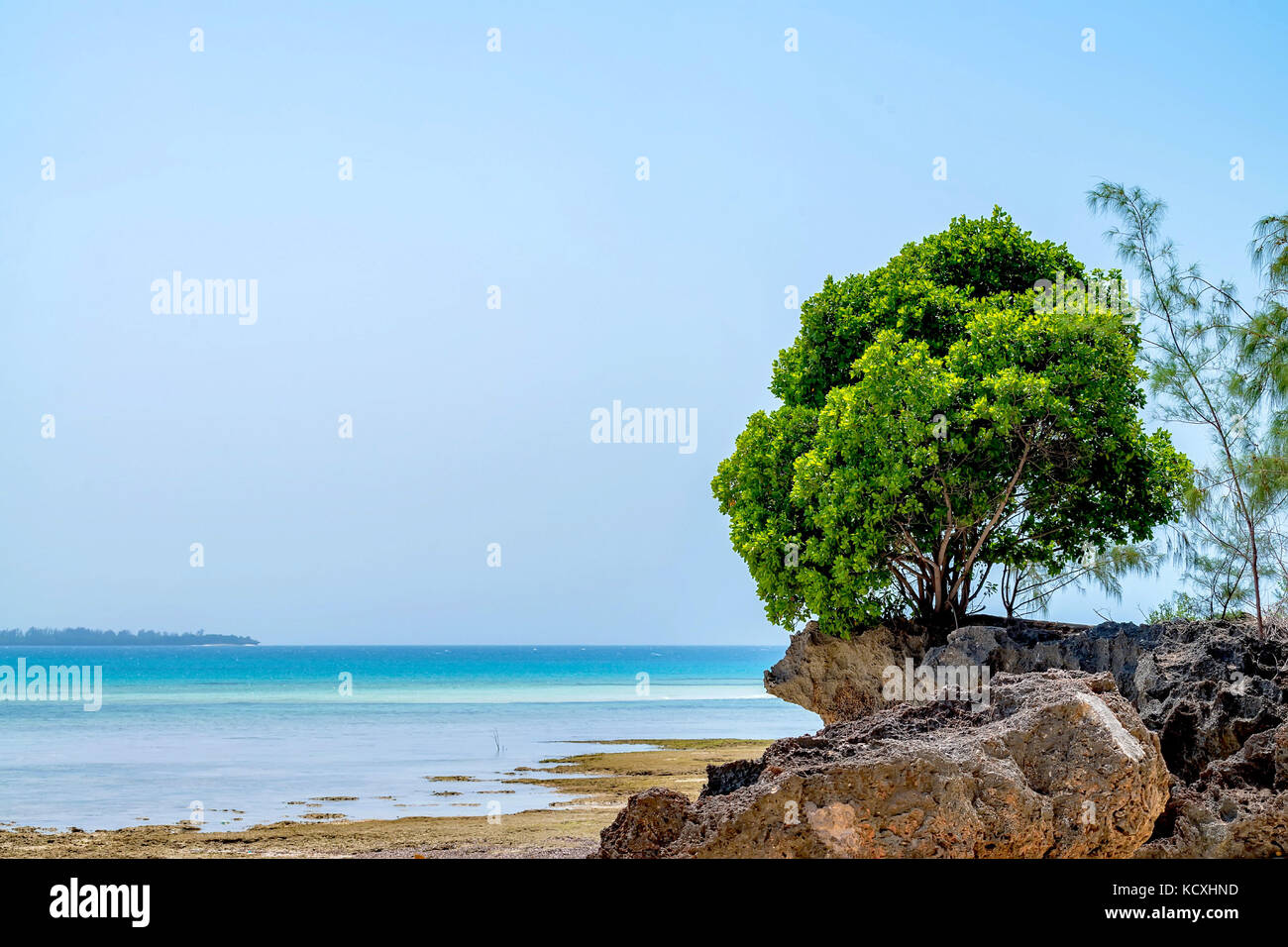 Solitarytree hi-res stock photography and images - Alamy
