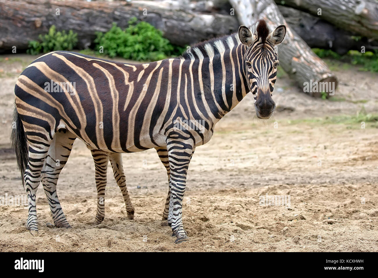 Close up single zebra hi-res stock photography and images - Alamy