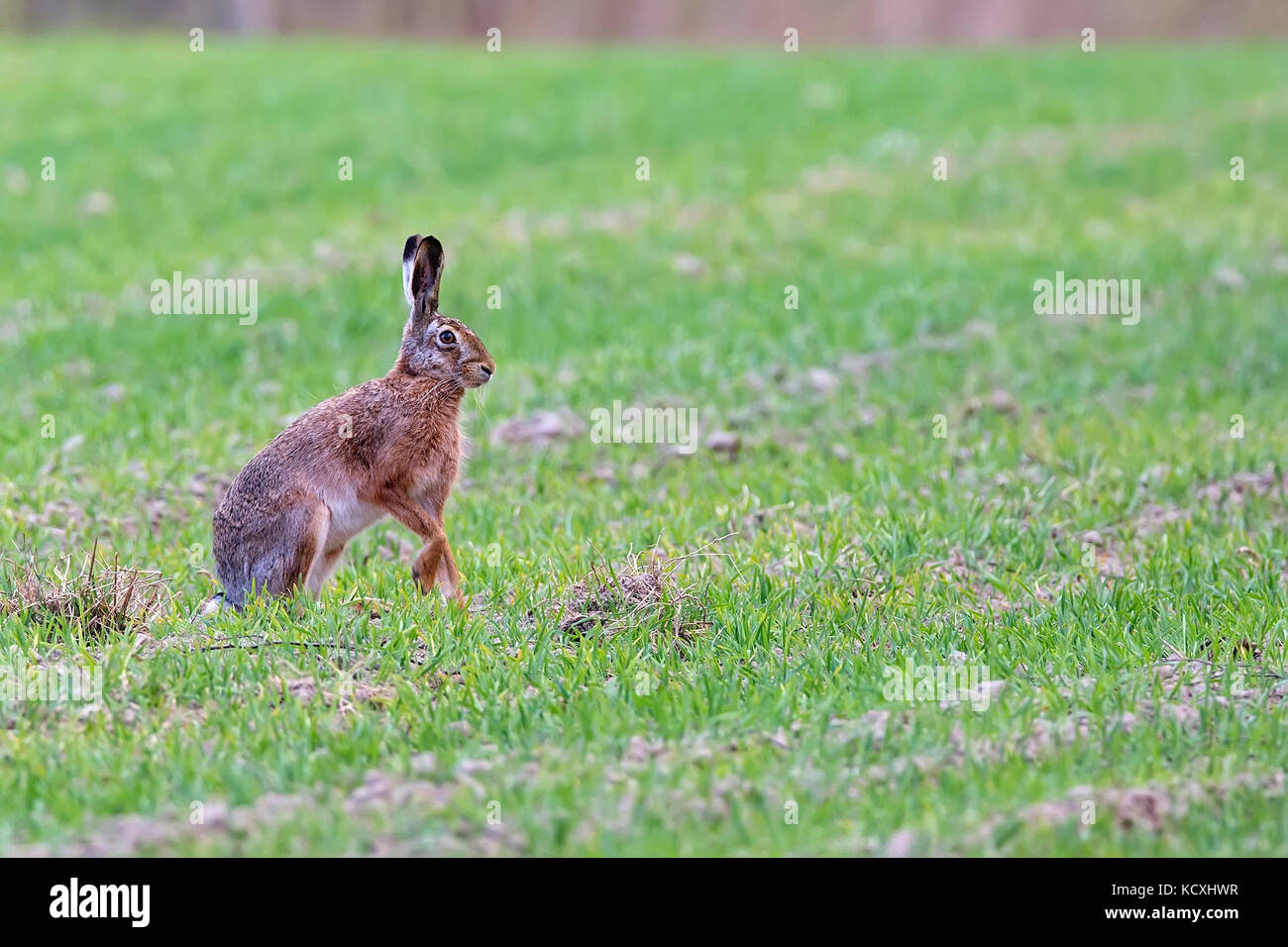 Hare in the wild, in a clearing Stock Photo - Alamy