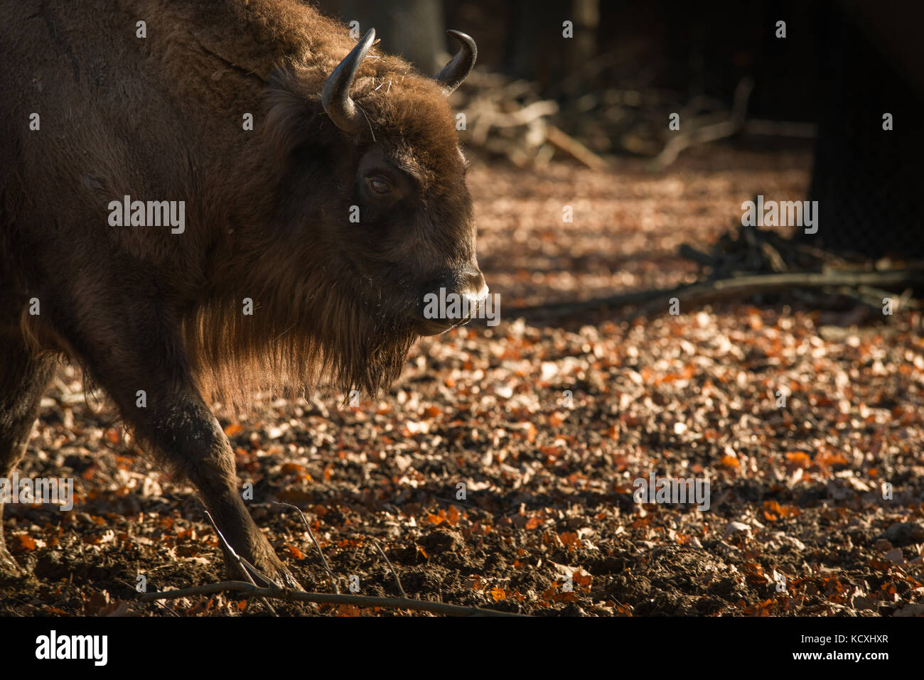 big wisent in sunlight on an autumn day Stock Photo - Alamy