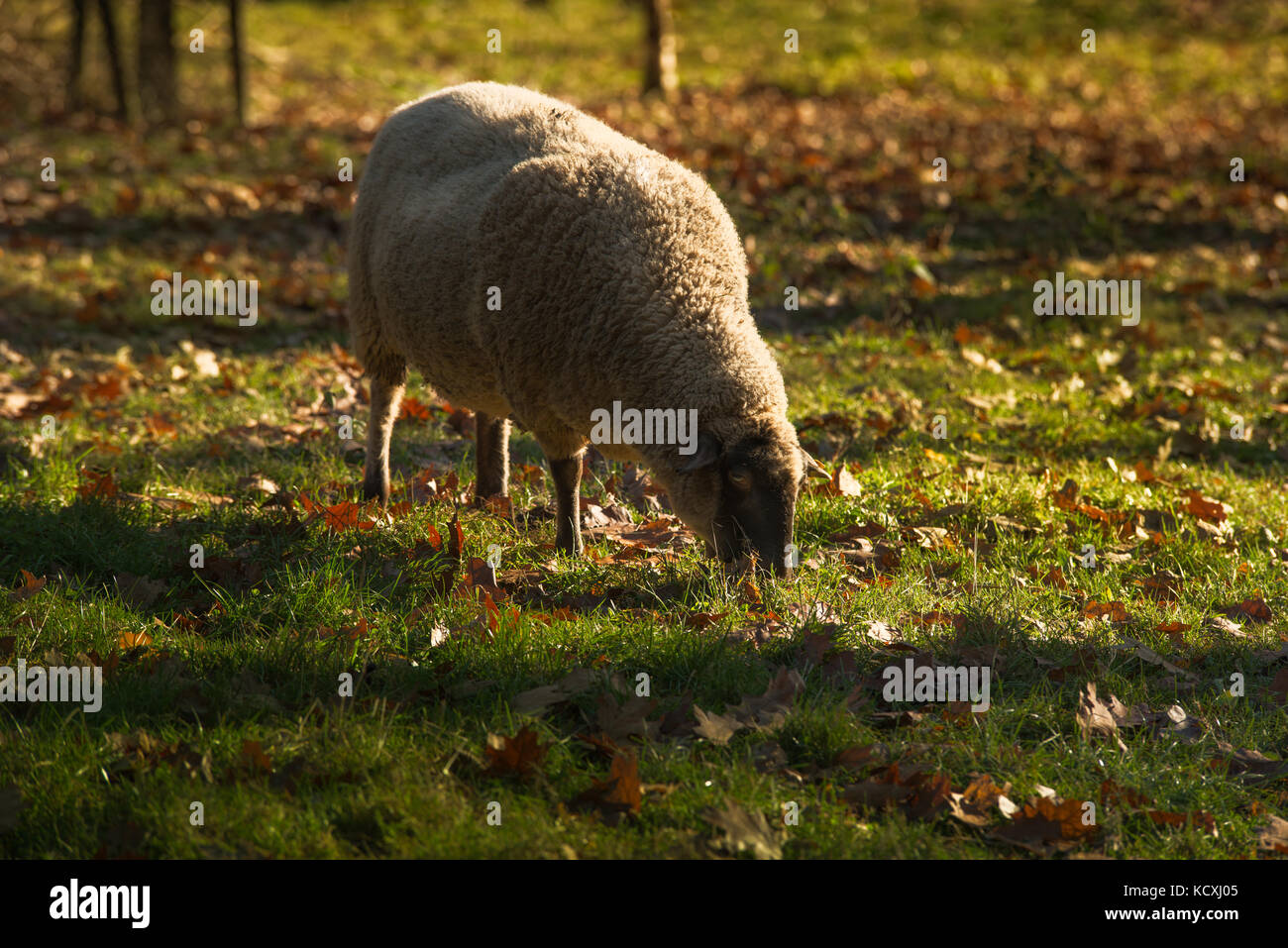 One sheep hi-res stock photography and images - Alamy