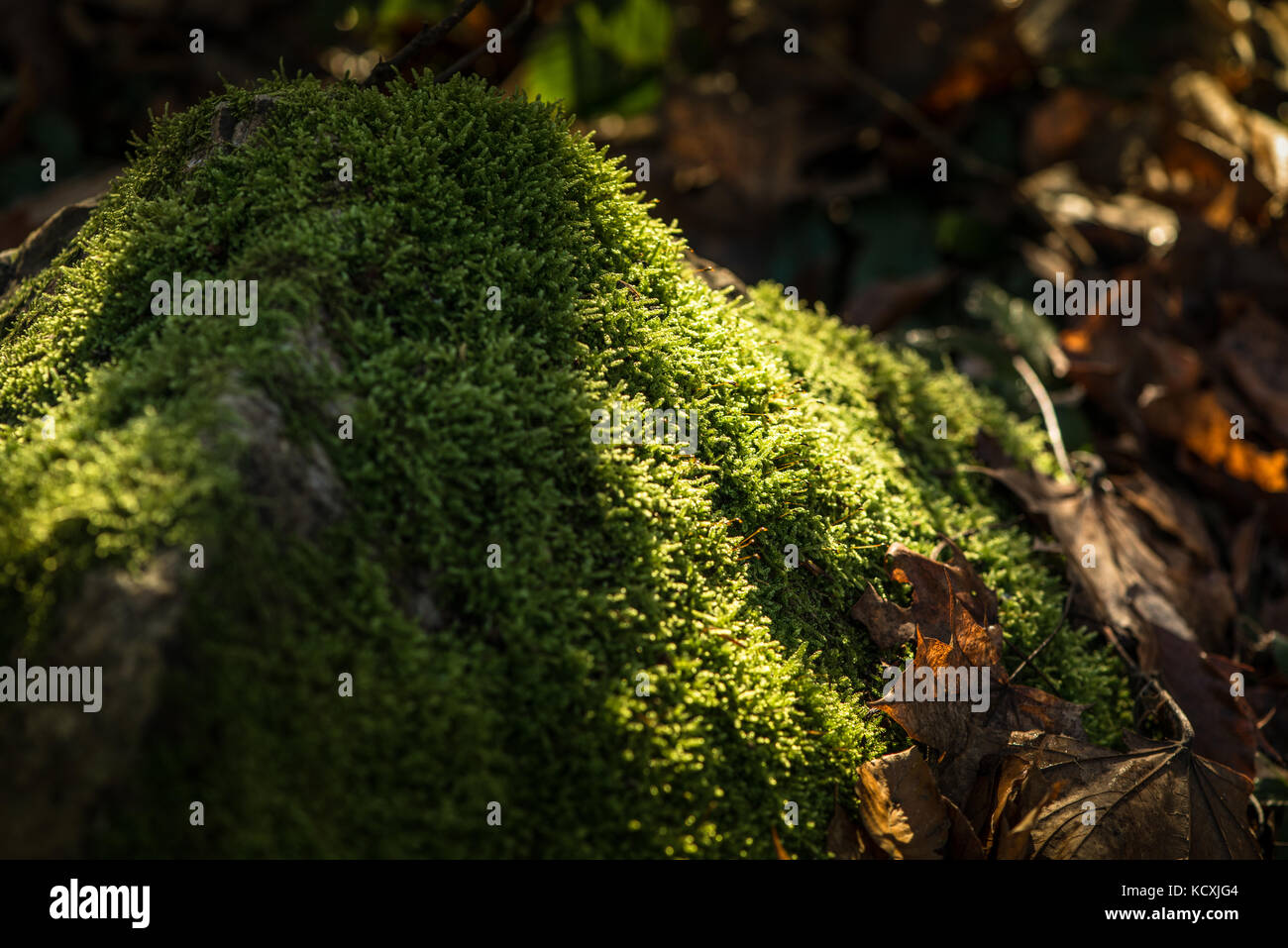 Old tree with moss hi-res stock photography and images - Alamy