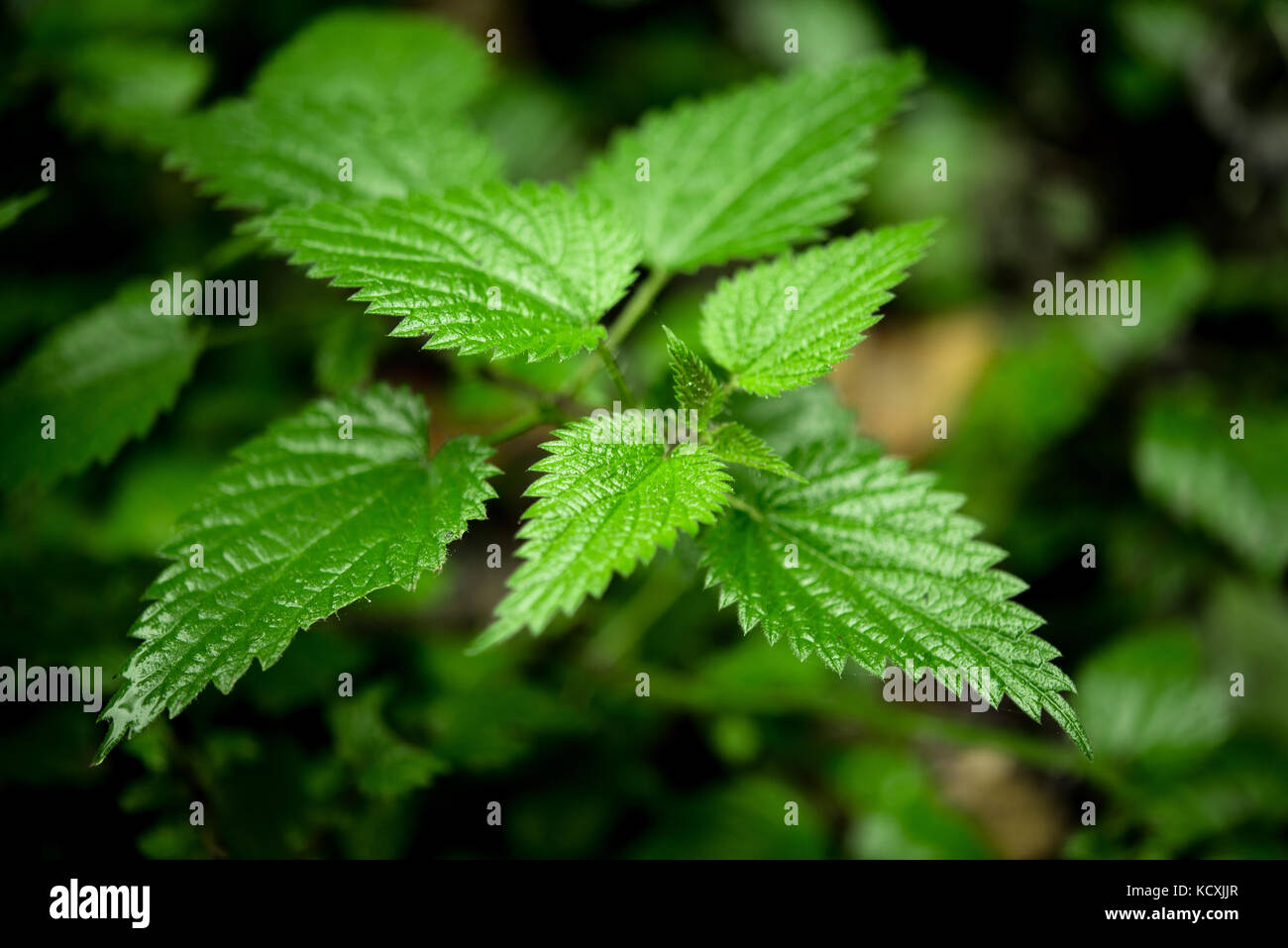 wet nettle leaves Stock Photo - Alamy