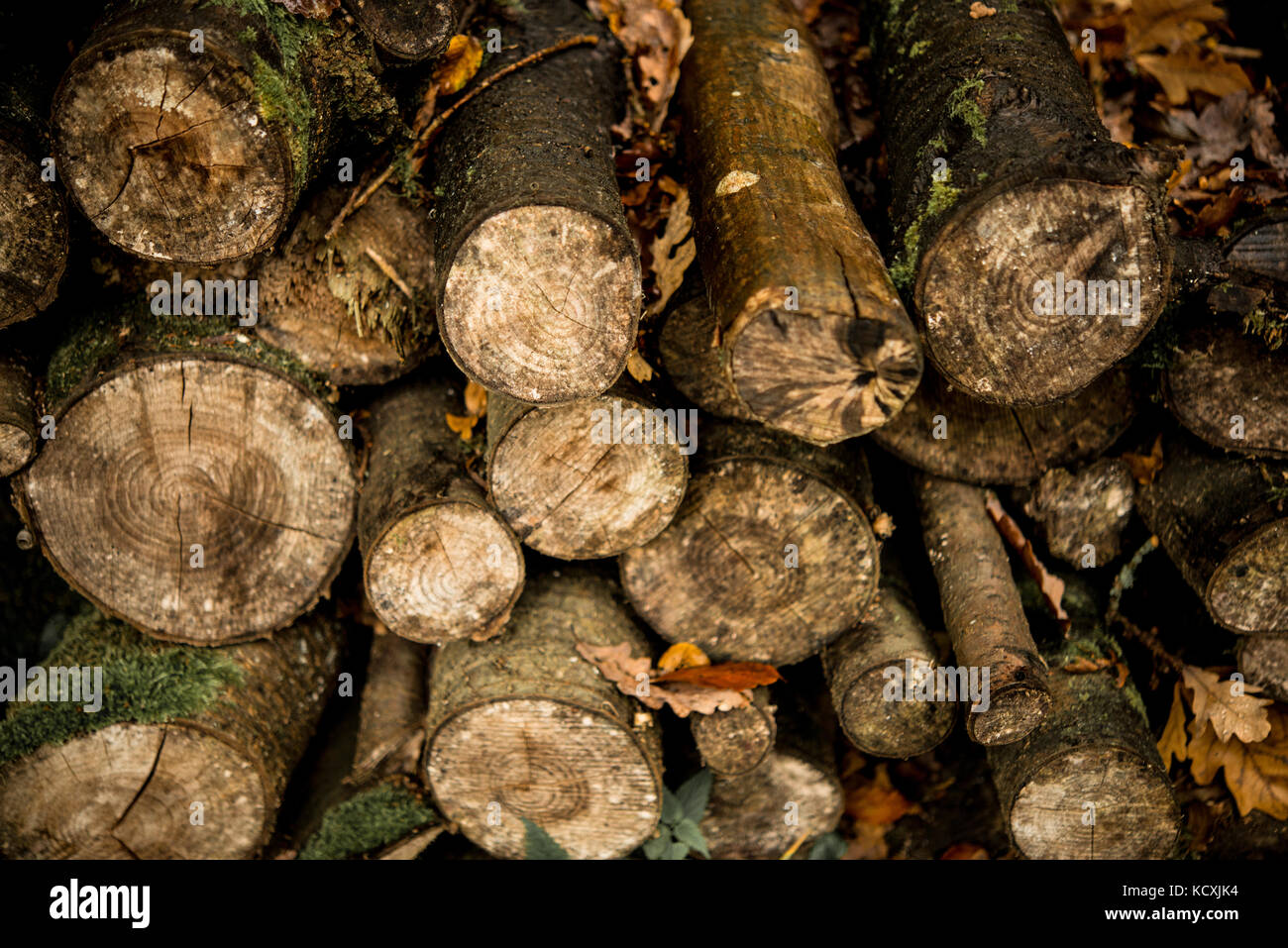 Sawn timber pile hi-res stock photography and images - Alamy