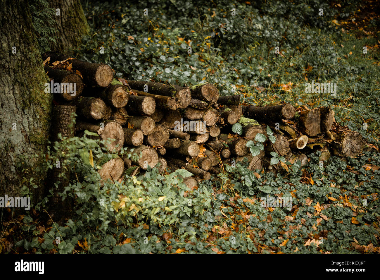Rough sawn hi-res stock photography and images - Alamy