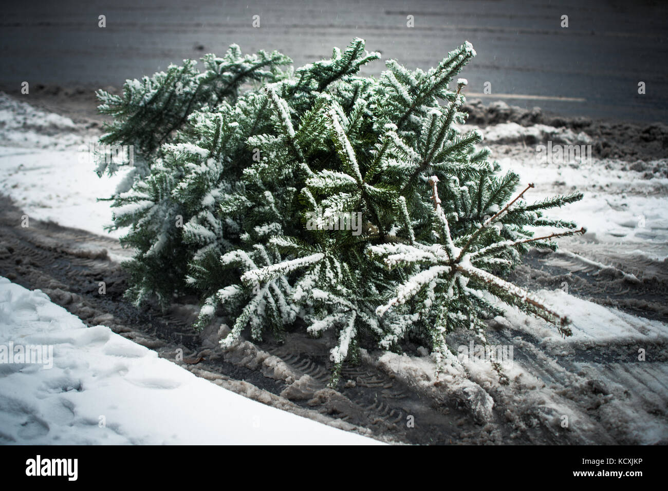 Sad christmas tree hi-res stock photography and images - Alamy