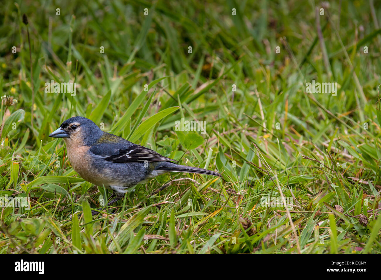 Birds in the azores hi-res stock photography and images - Alamy