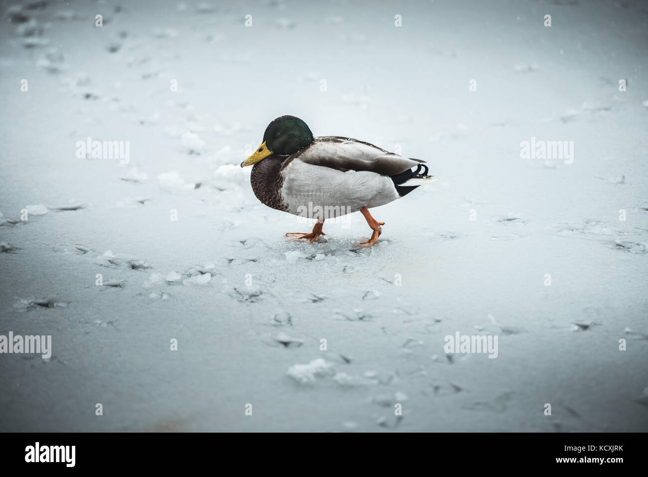 Quack duck hi-res stock photography and images - Alamy