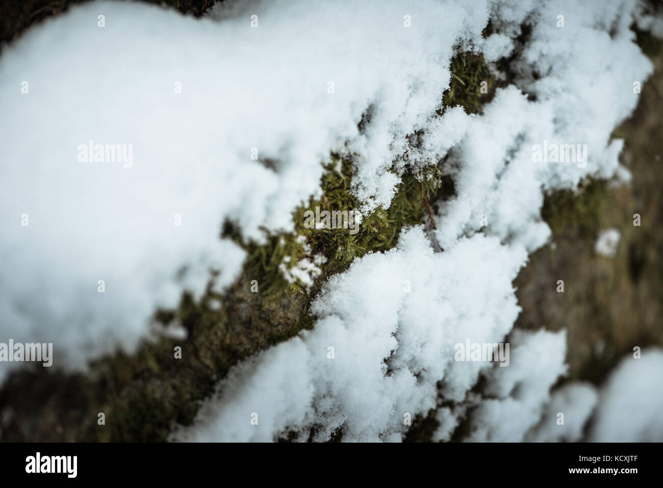 Moose macro close in winter covered with snow Stock Photo - Alamy