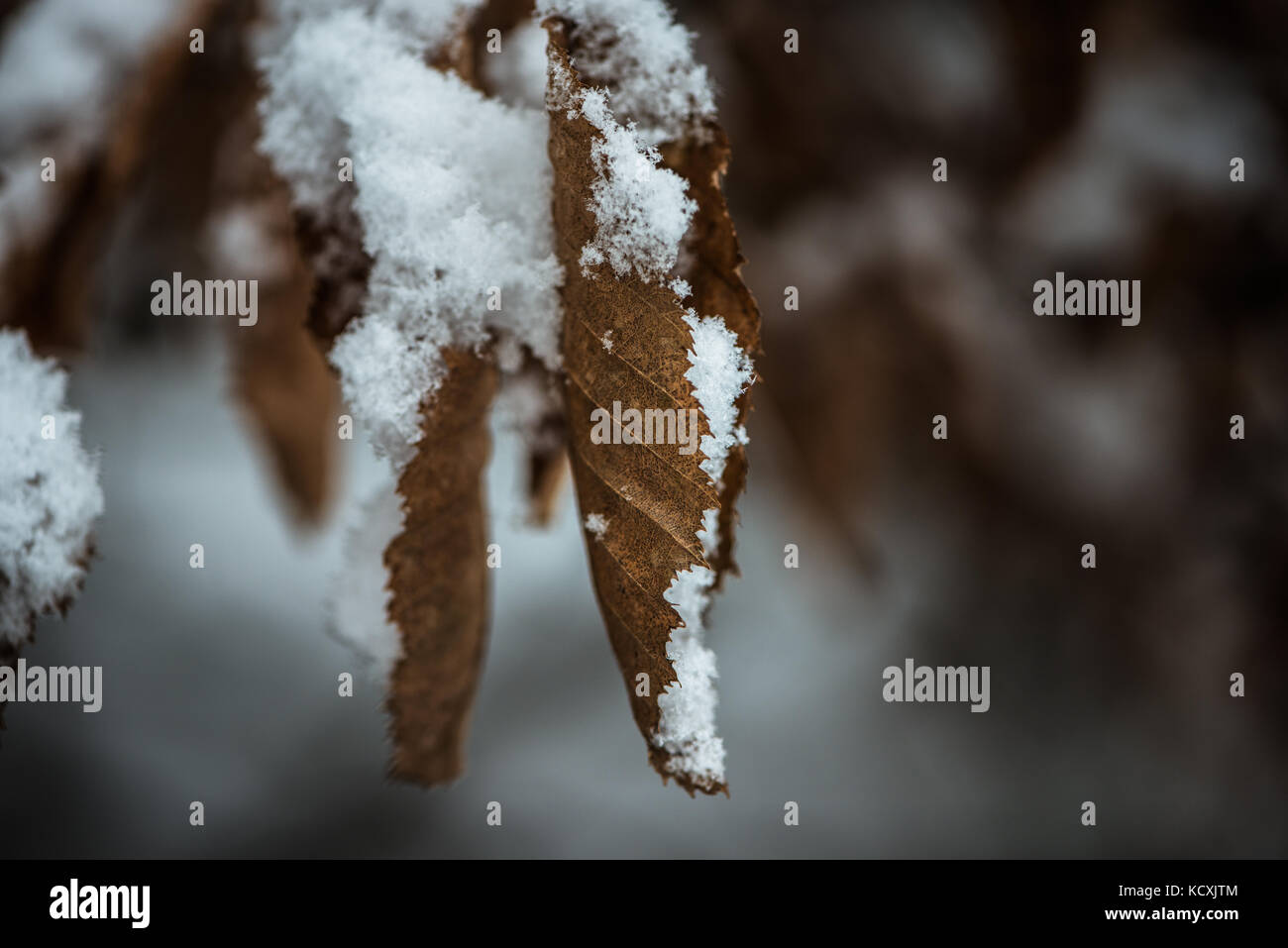 Brown leave covered with snow in winter Stock Photo - Alamy