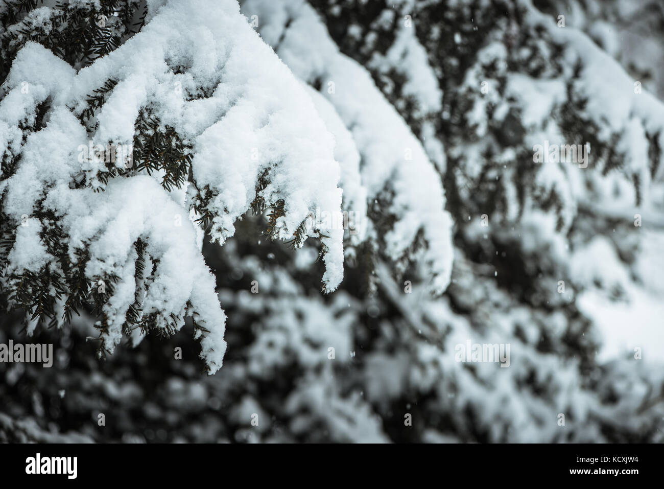 Wood tree in a park in winter covered with snow Stock Photo - Alamy