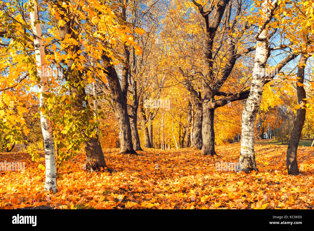 Sunny autumn in the park Stock Photo - Alamy