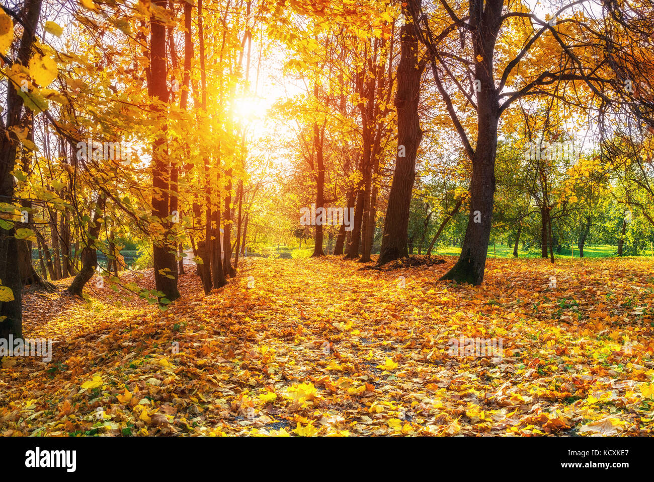 Sunny autumn in the park Stock Photo - Alamy
