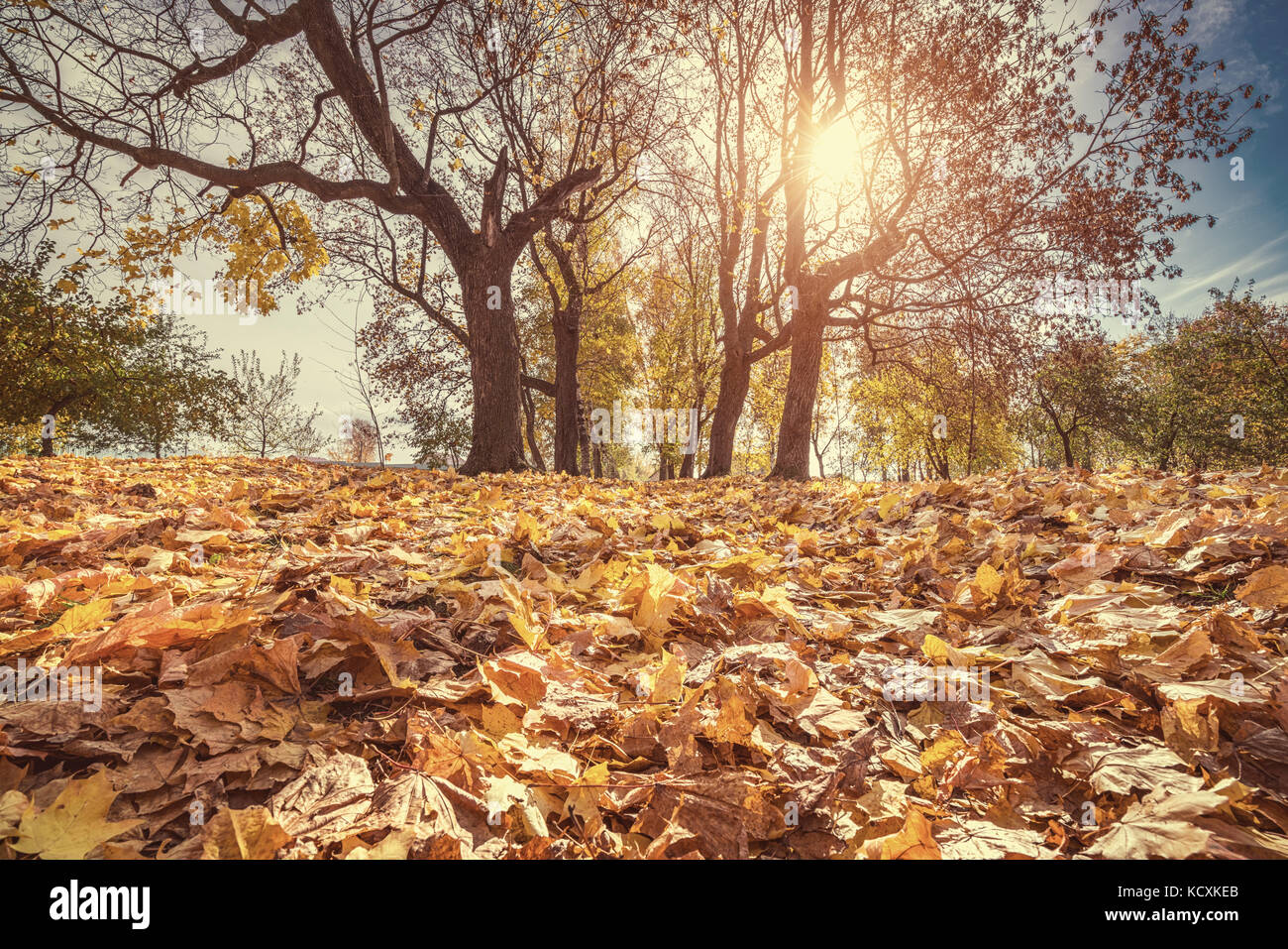 Bright foliage hi-res stock photography and images - Alamy