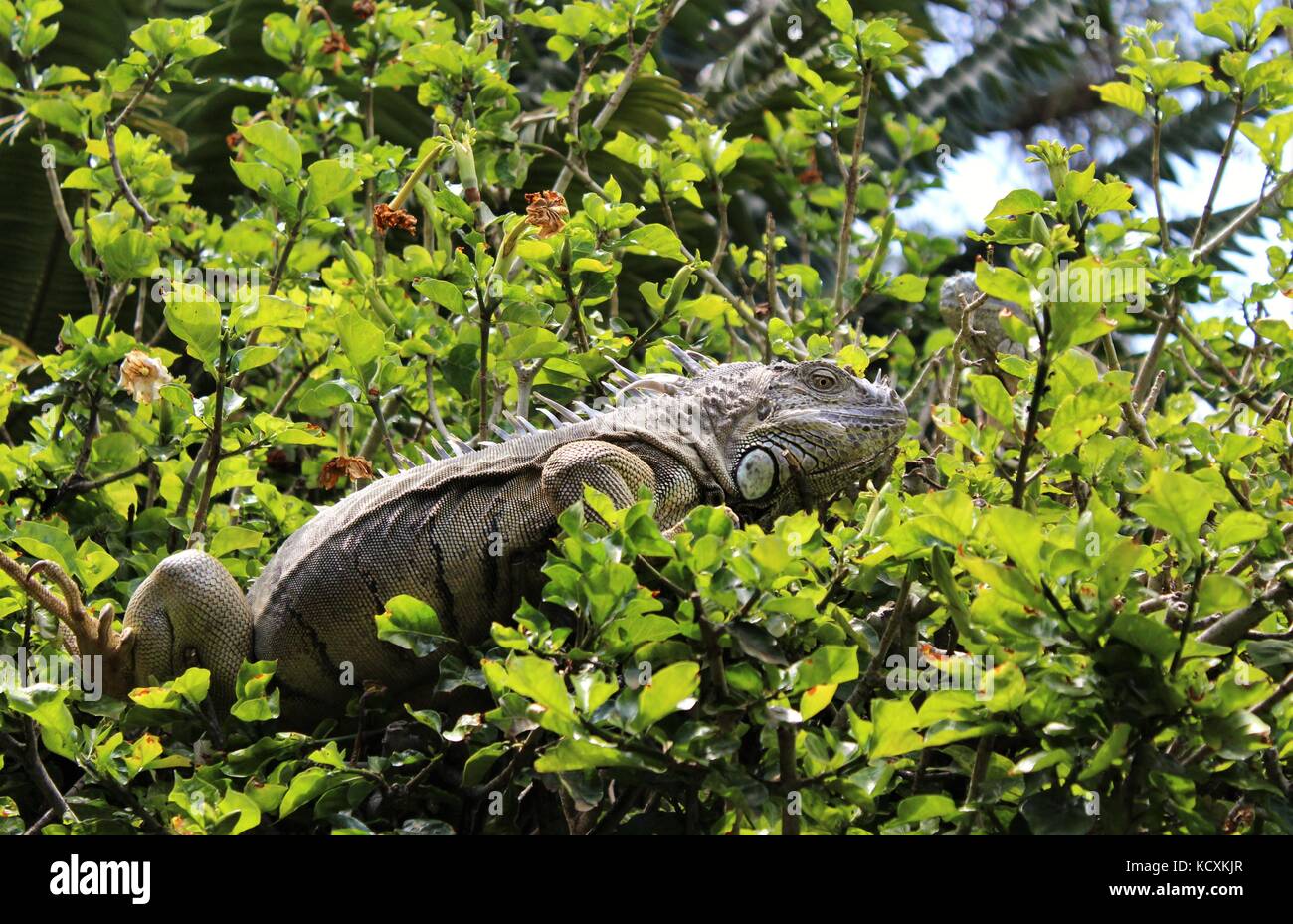 Iguana tree wilderness hi-res stock photography and images - Alamy