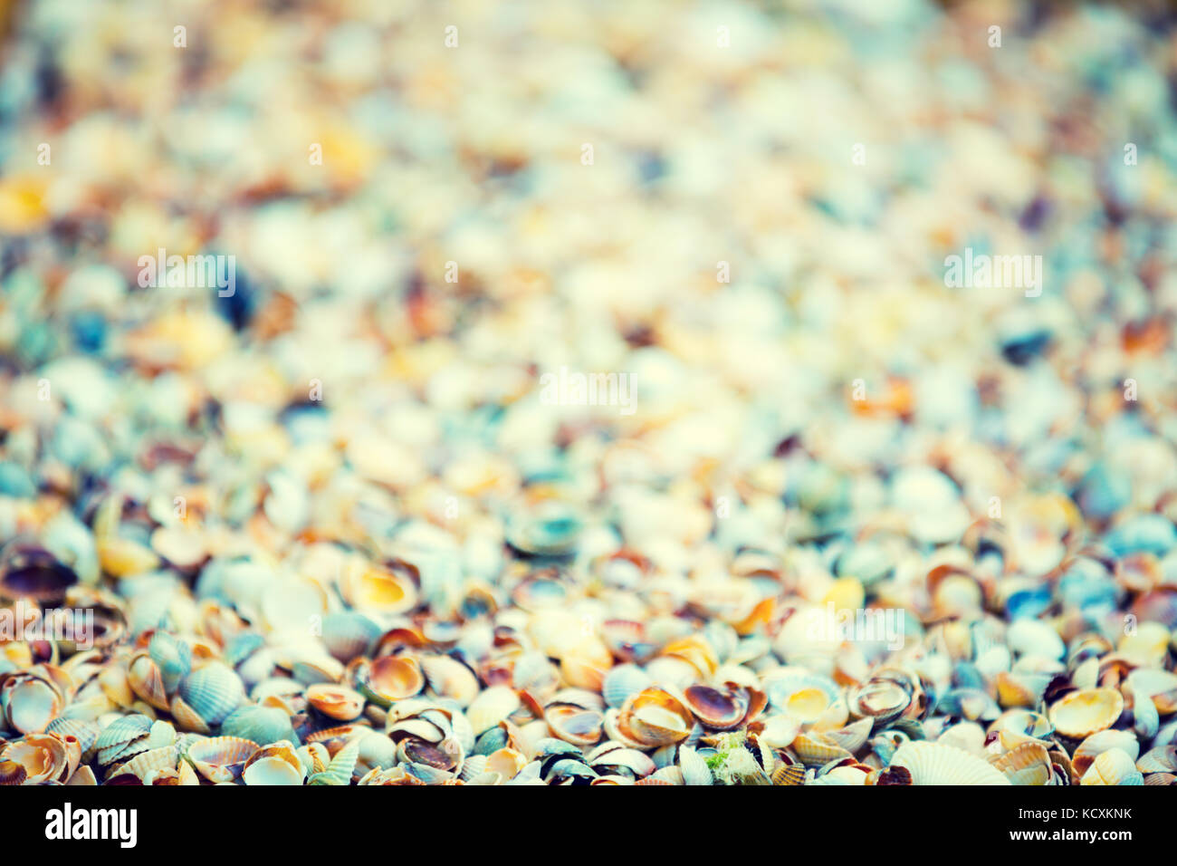 Natural vintage colorful coquina shells background. Selective focus ...