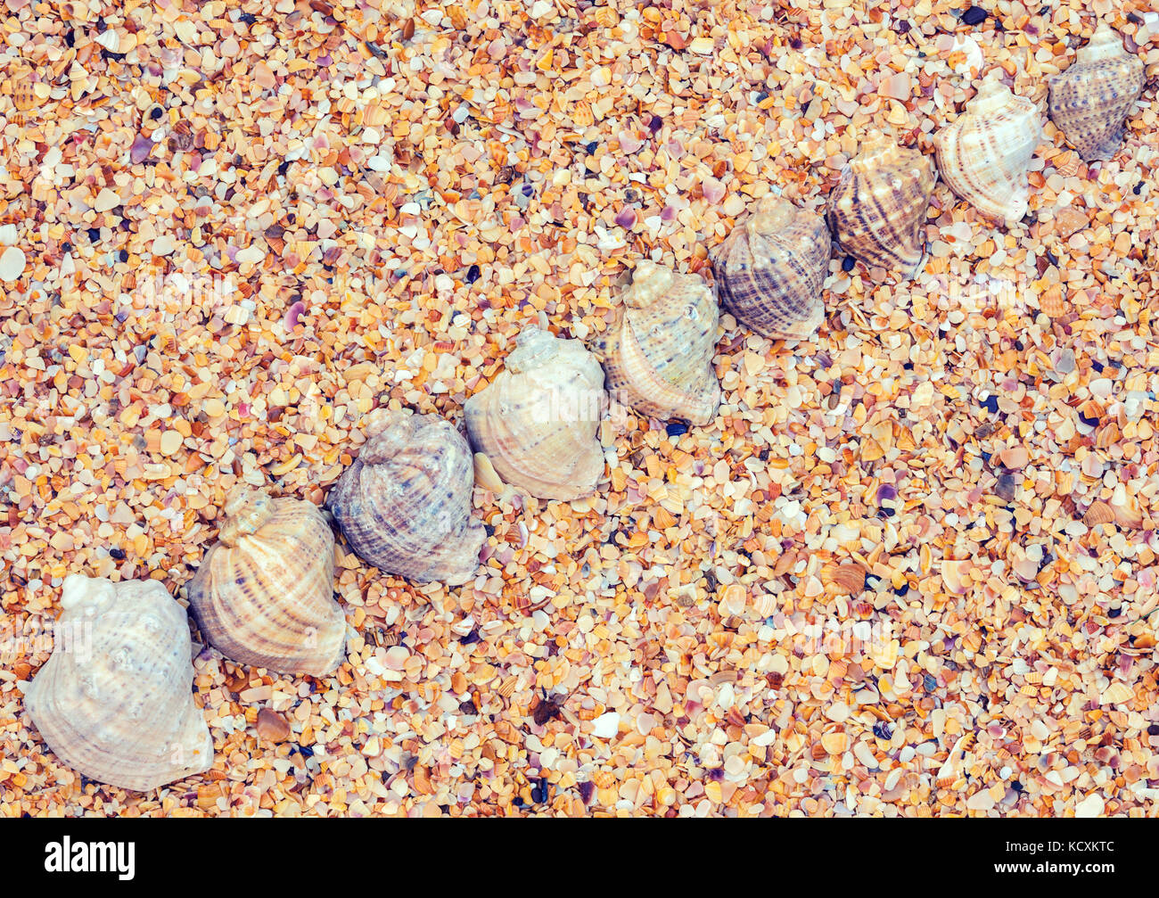 Beach abstract background. Coquina shells and big shells on diagonal ...