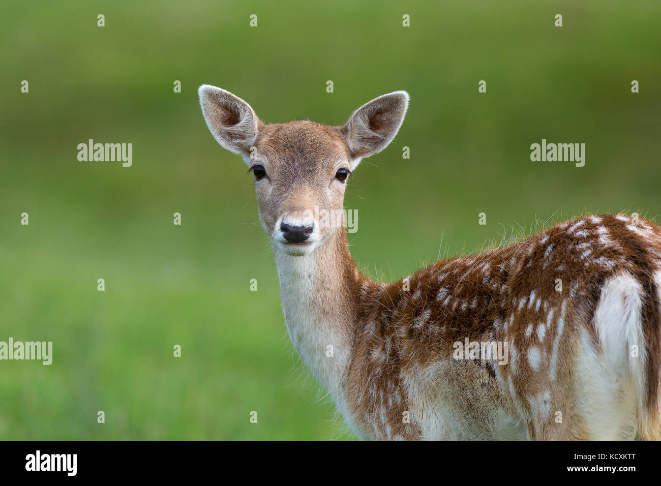 Close up of beautiful fallow doe (Dama dama) standing isolated in UK ...