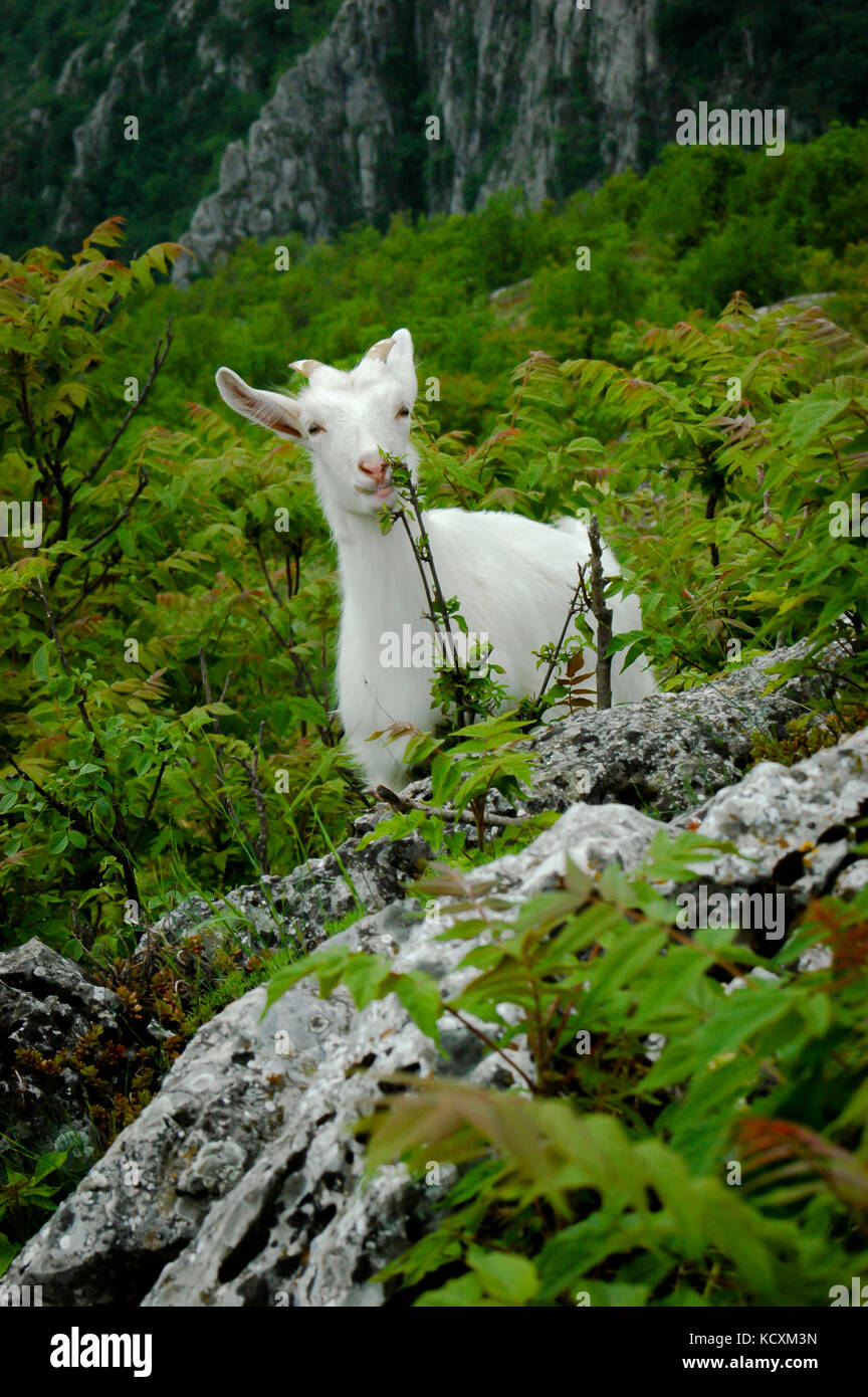 Goat Eating Grass Not Field High Resolution Stock Photography and ...