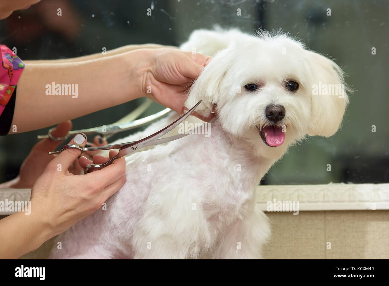 Hands of dog groomer, scissors. Healthy white maltese. Pet health and ...