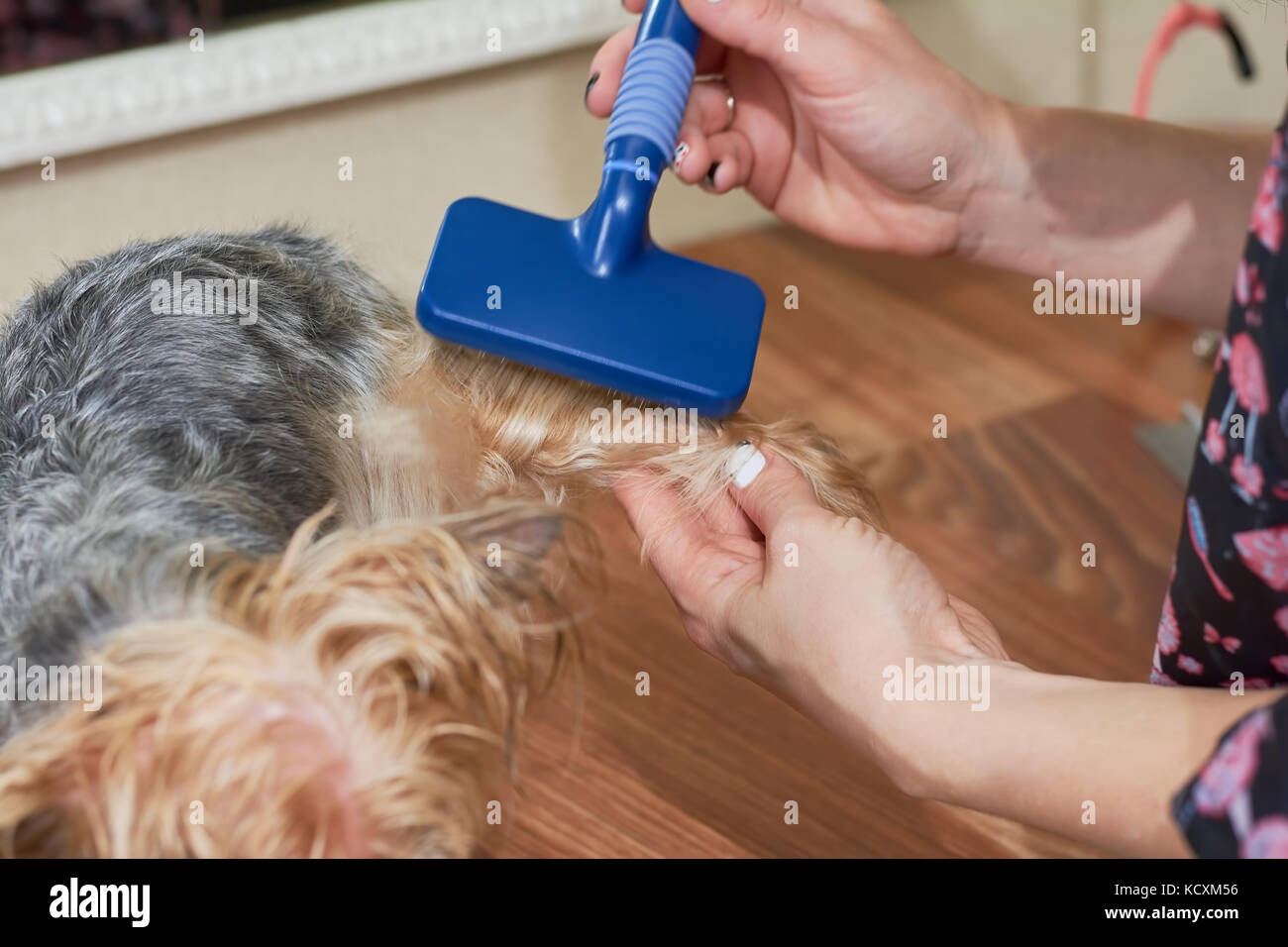 Dog grooming, slicker brush. Pet being groomed close up Stock Photo - Alamy